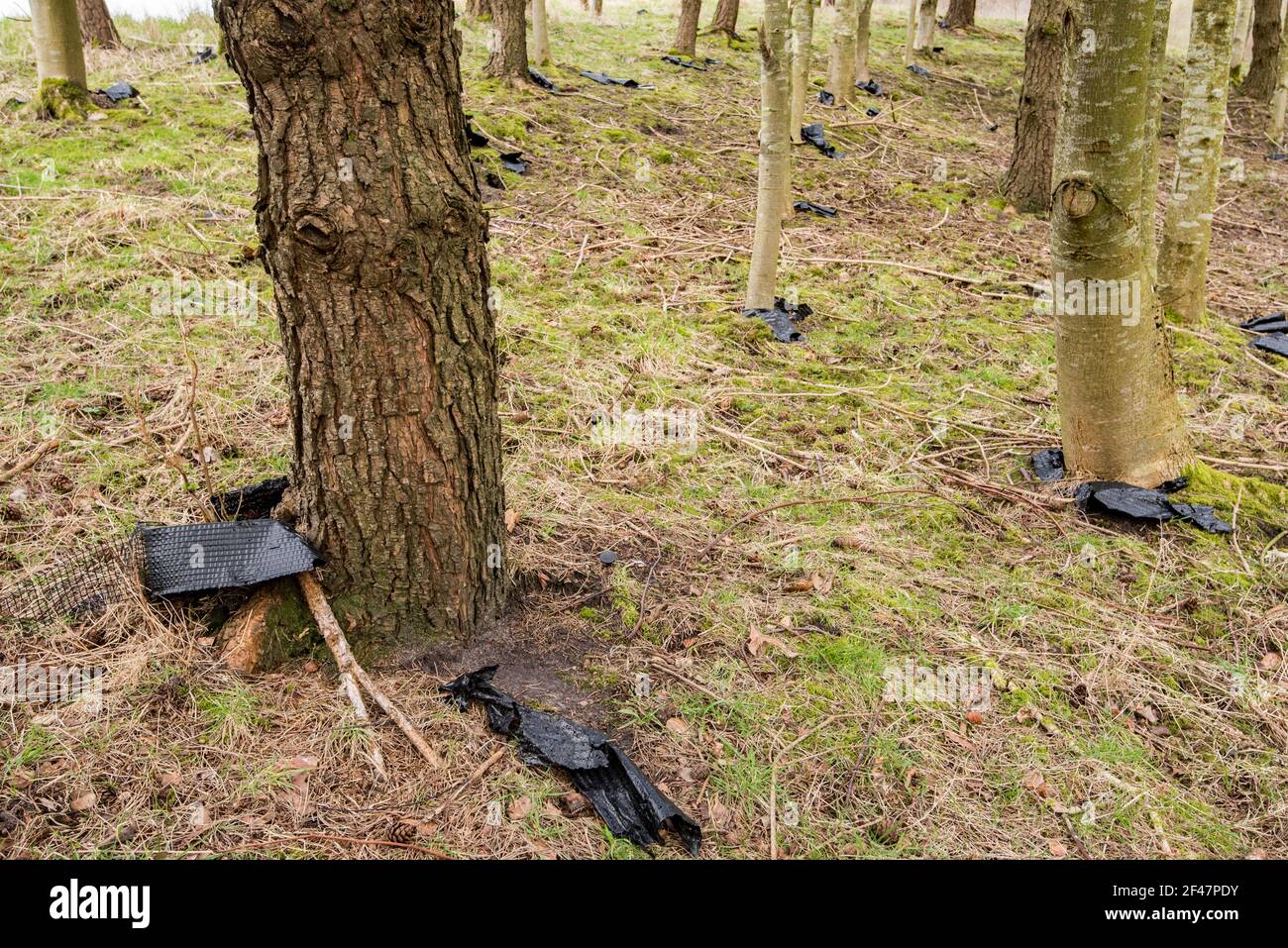 Trees planted in plastic Stock Photo - Alamy