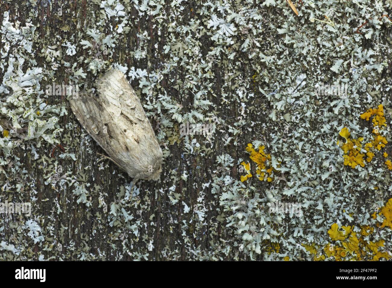 Flounced Rustic Moth Luperina testacea Essex, UK IN000563 Stock Photo ...