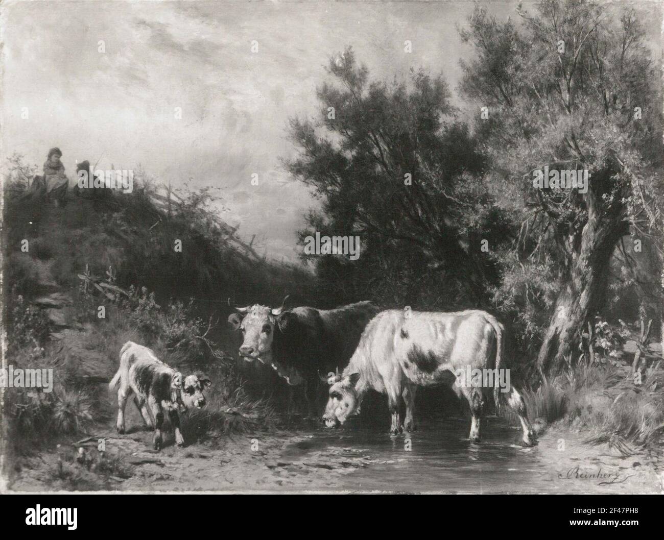 Cows on the potions Stock Photo - Alamy