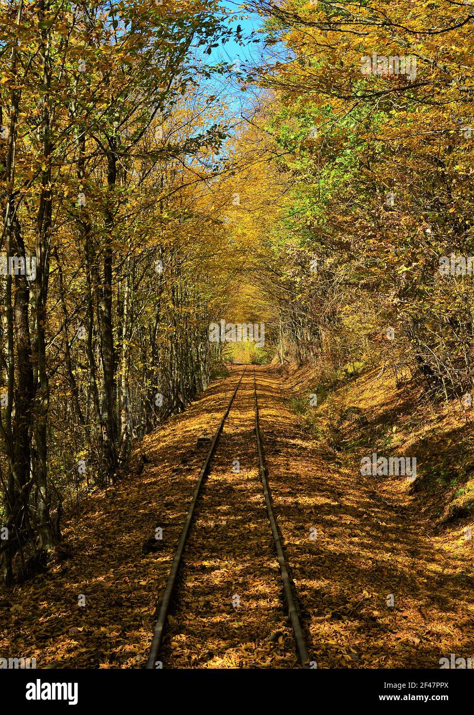 Fallen trees railway hi-res stock photography and images - Alamy