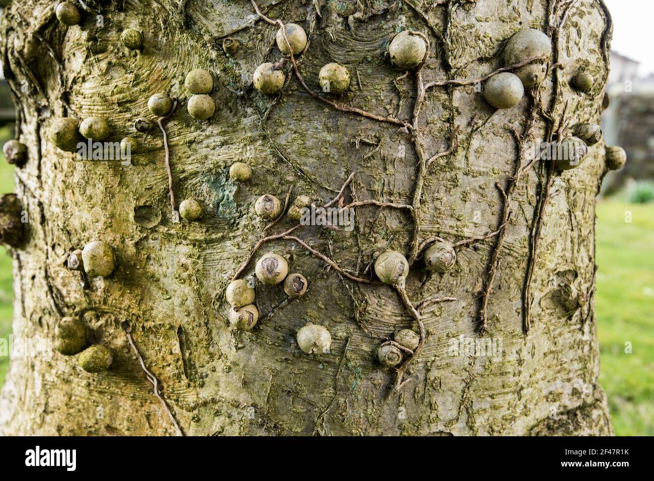 Holly bark formations Stock Photo - Alamy