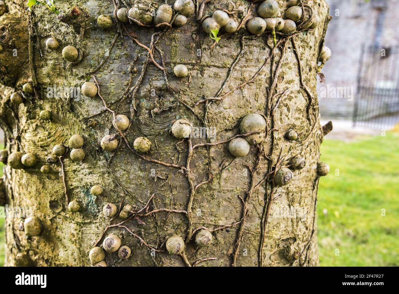 Holly bark formations Stock Photo - Alamy