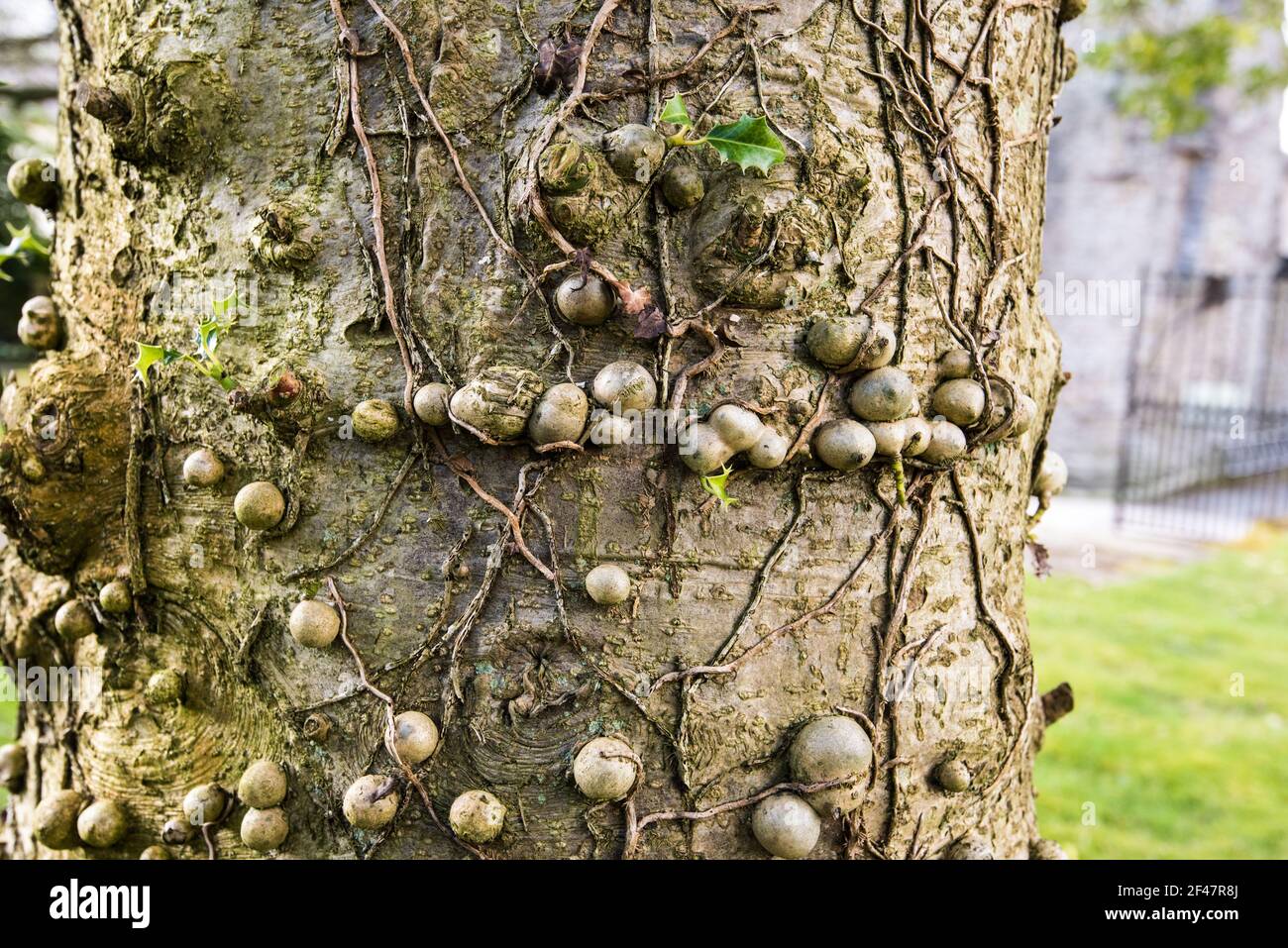 Holly bark formations Stock Photo - Alamy