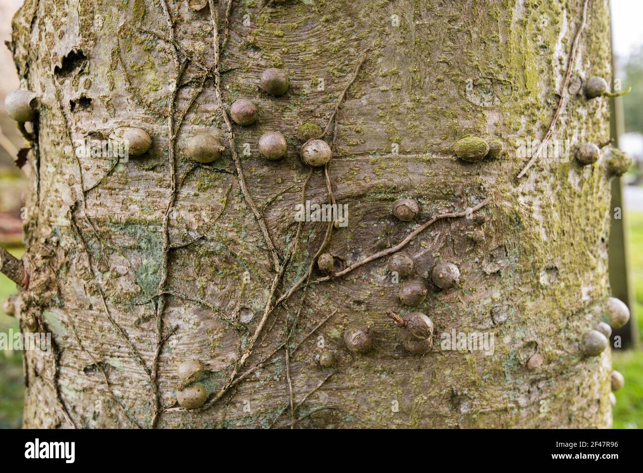 Circular bumps on holly bark hi-res stock photography and images - Alamy