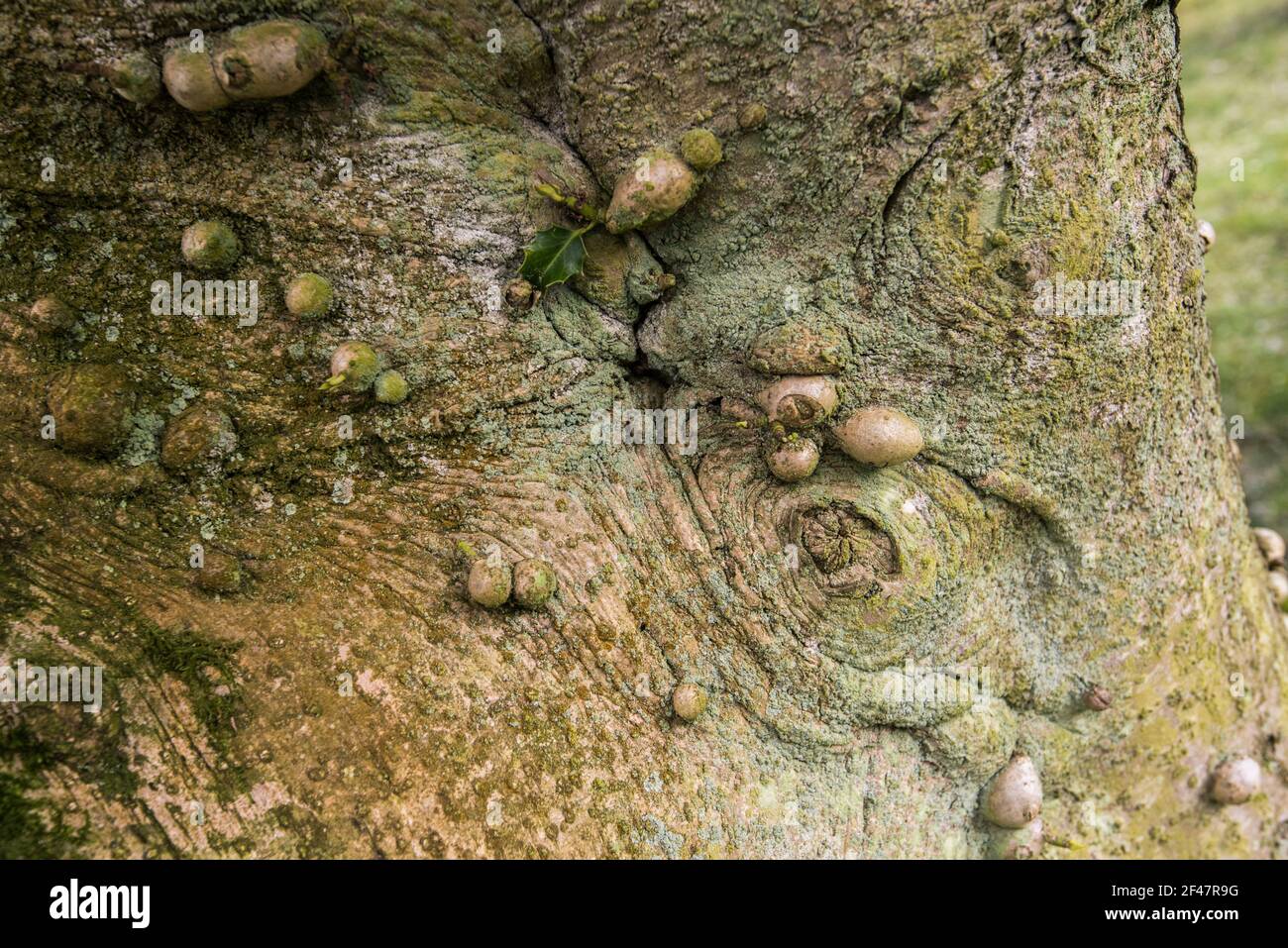 Holly bark formations Stock Photo - Alamy