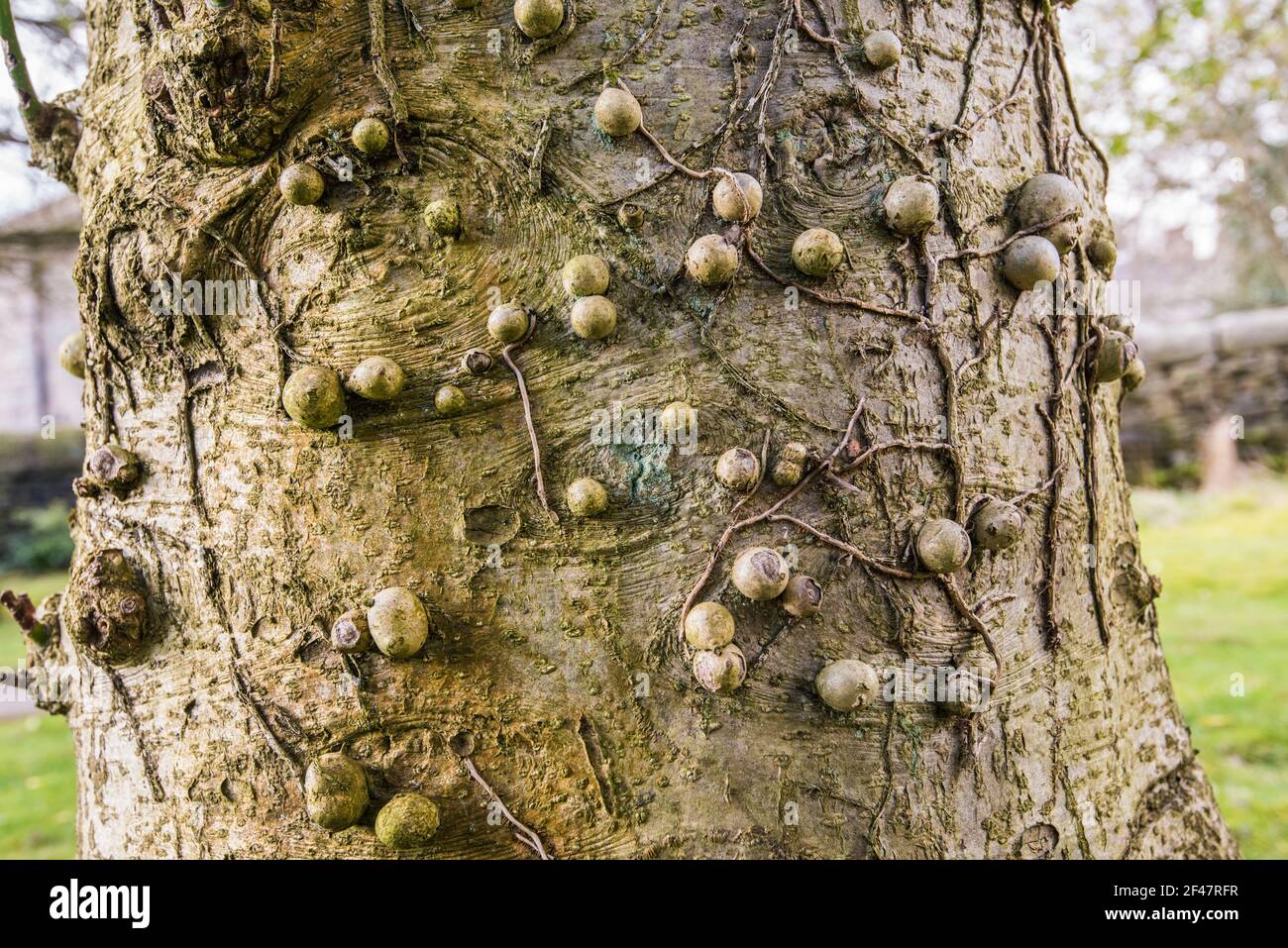 Holly bark formations Stock Photo - Alamy