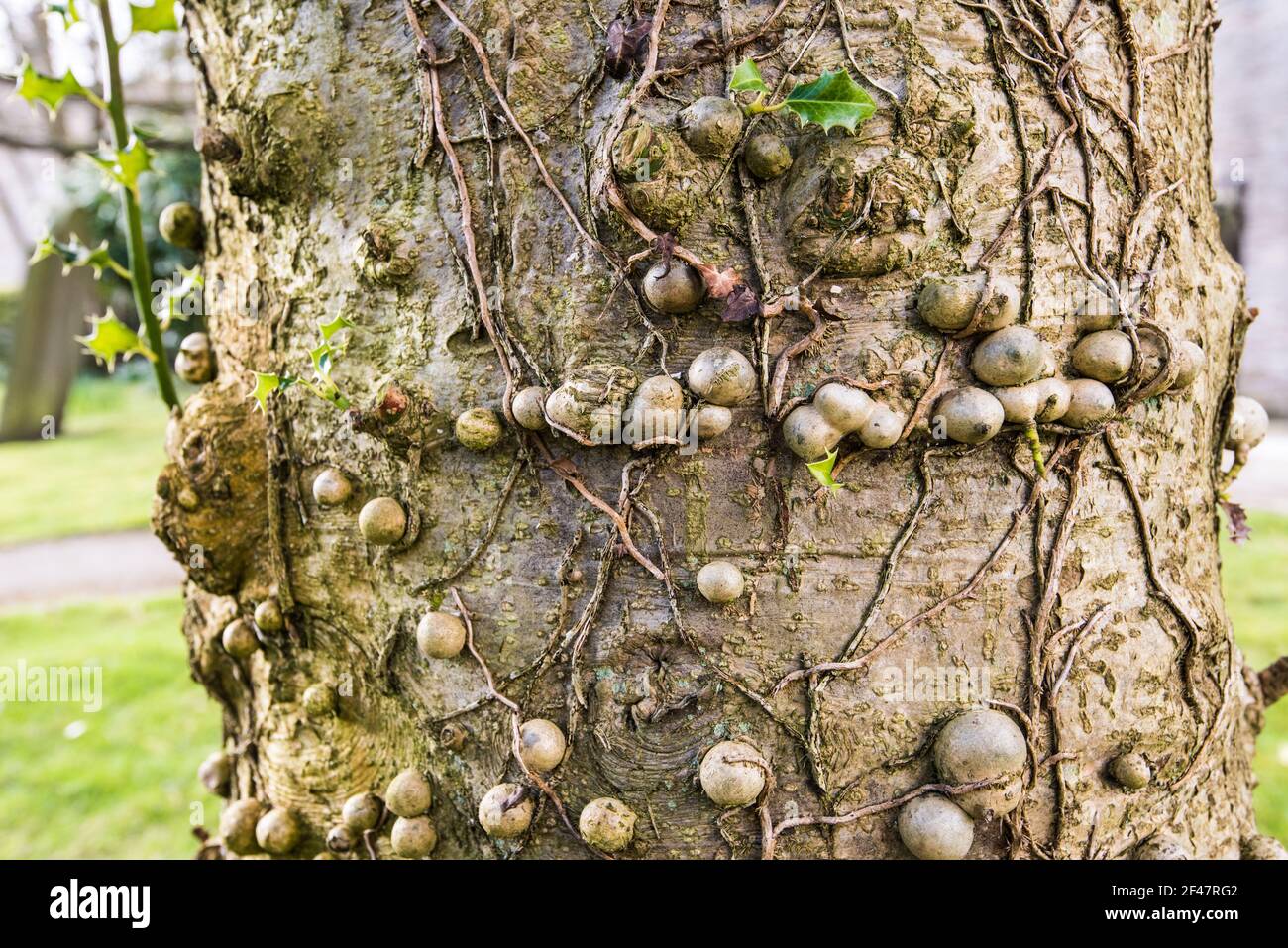 Circular bumps on holly bark hi-res stock photography and images - Alamy