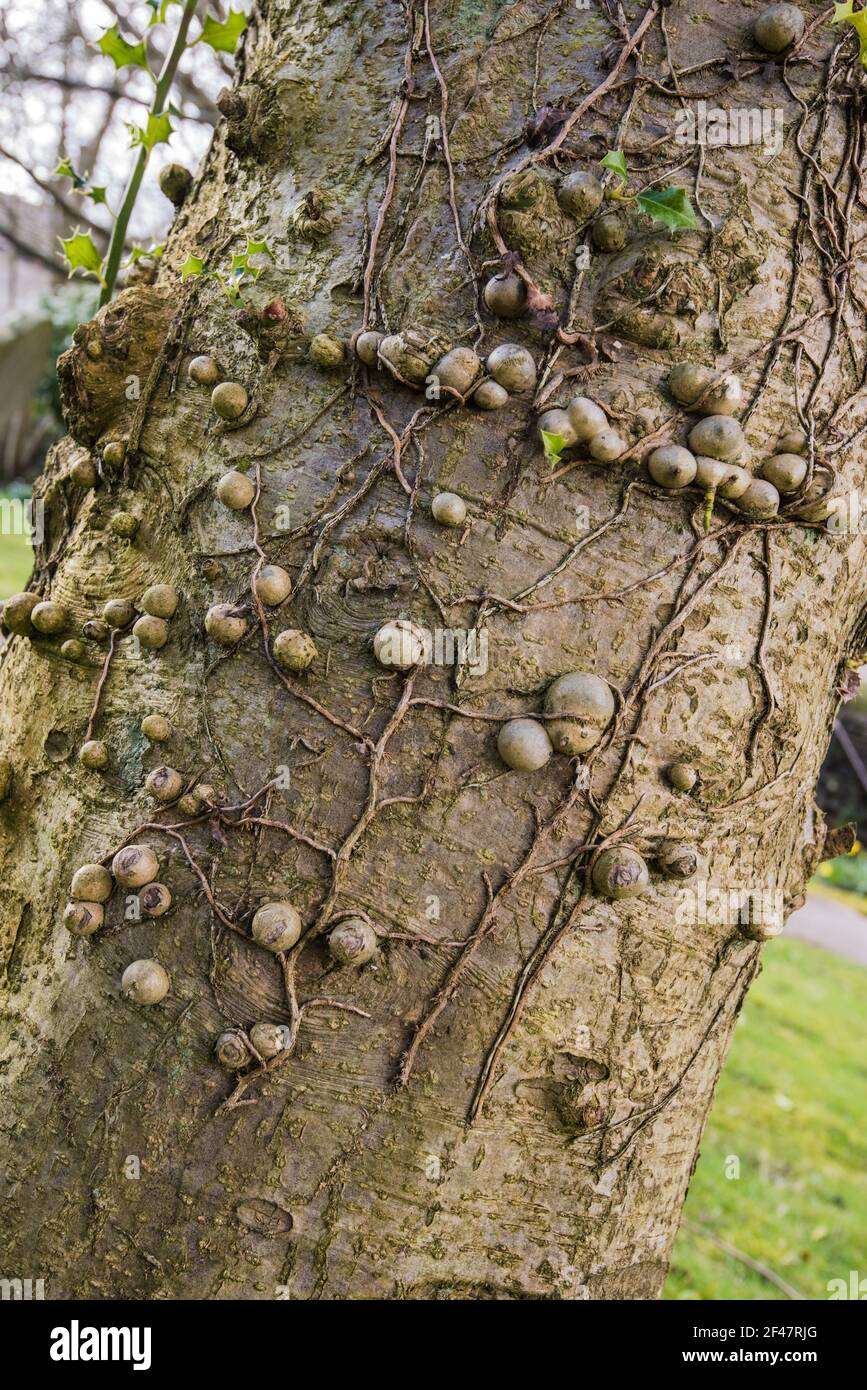 Holly bark formations Stock Photo - Alamy