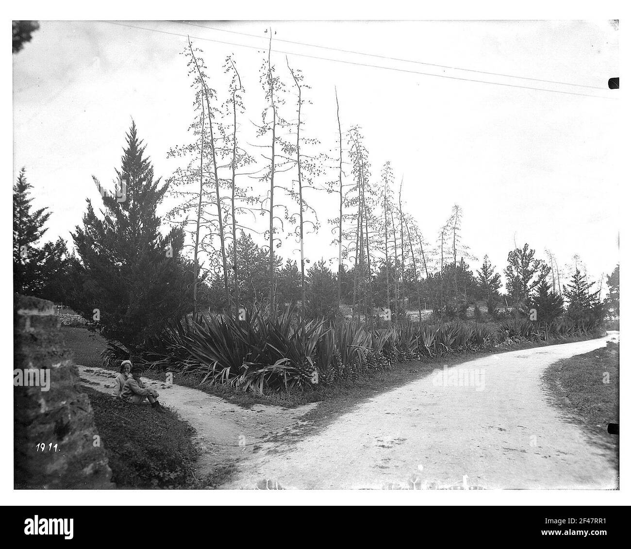 Bermuda nature Black and White Stock Photos & Images - Alamy