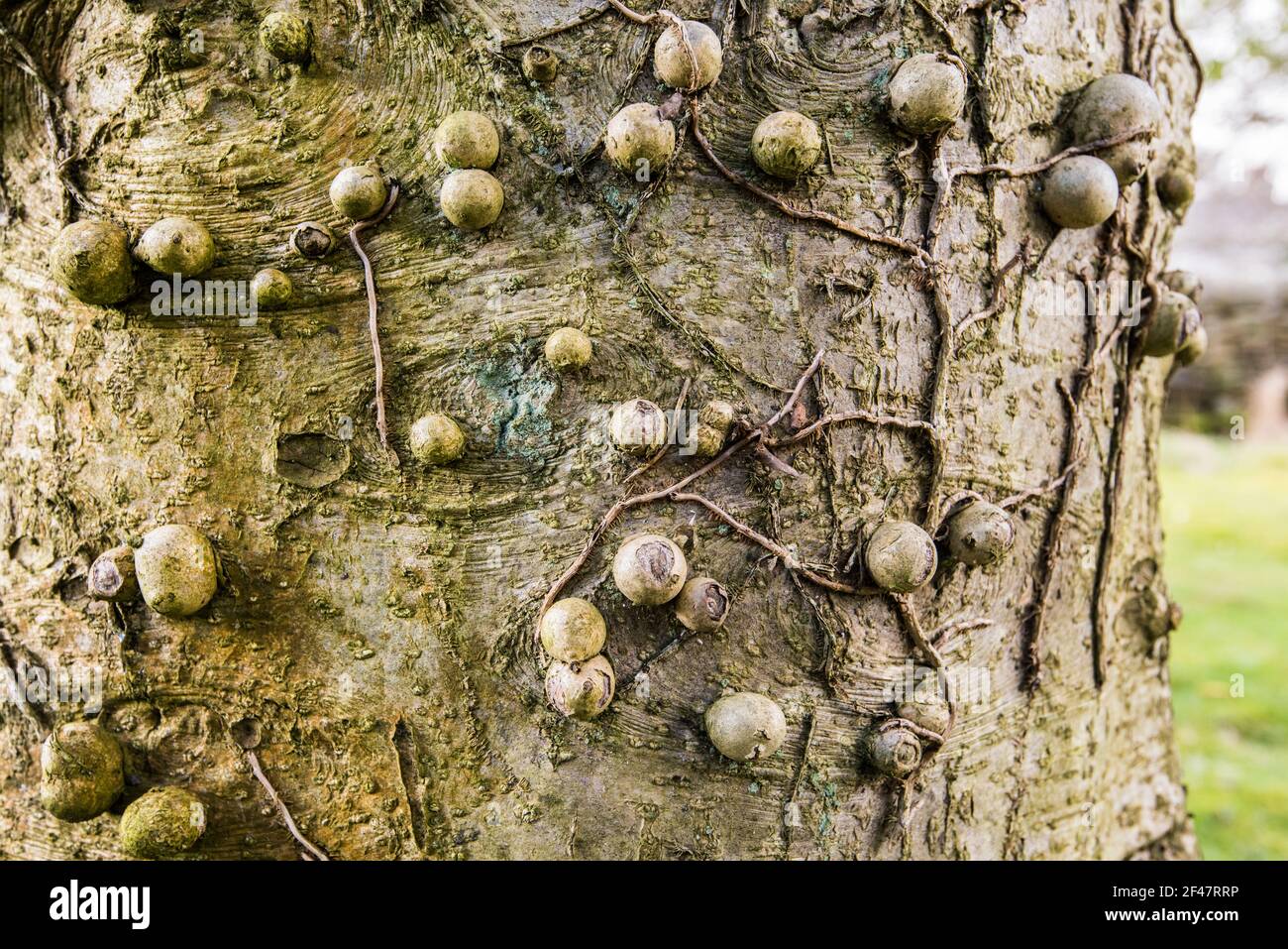 Holly bark formations Stock Photo - Alamy