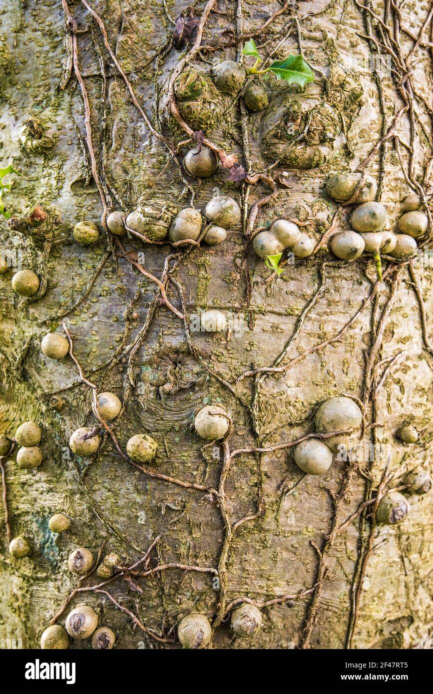 Circular bumps on holly bark hi-res stock photography and images - Alamy