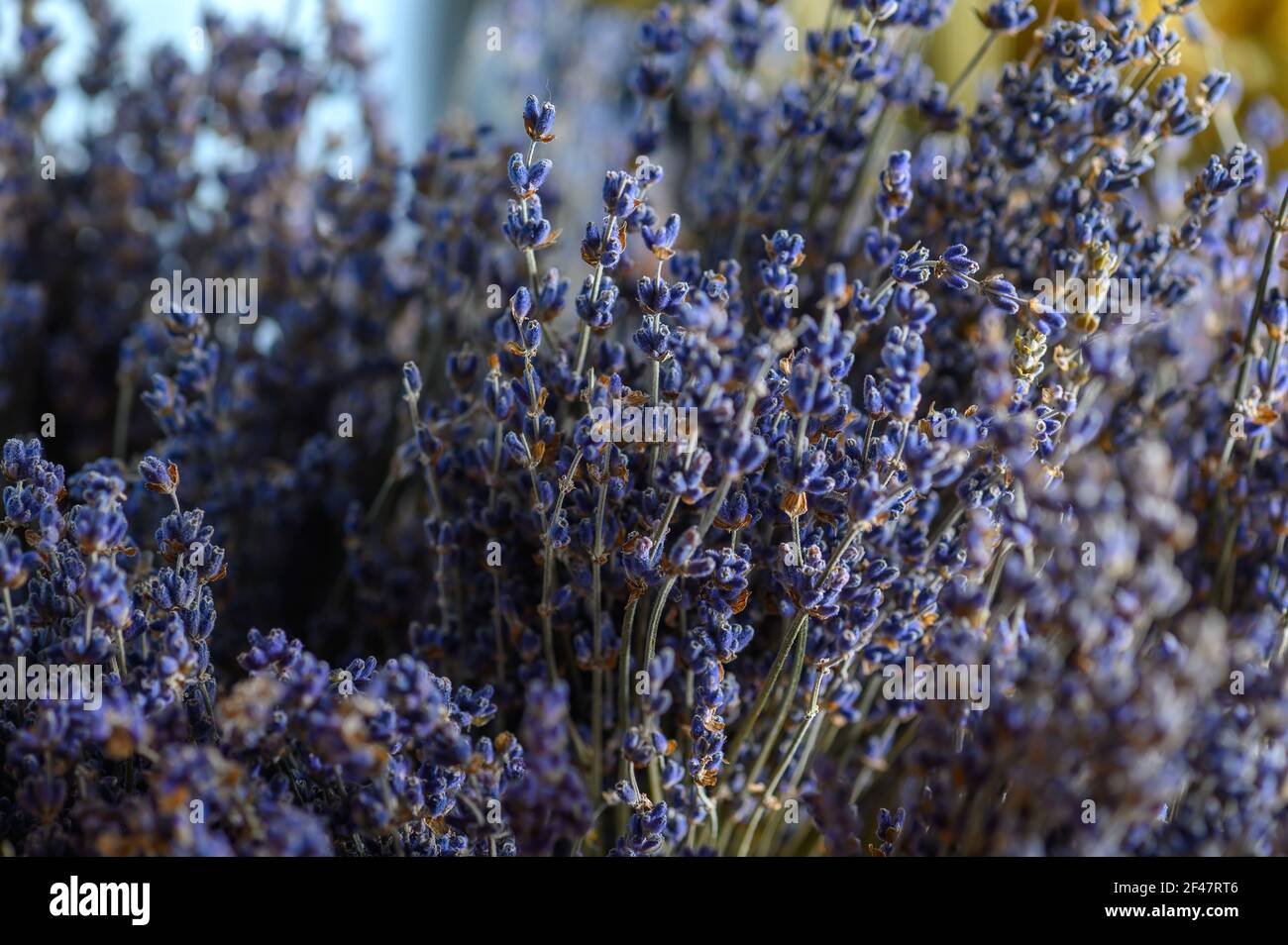 Hanging Lavender Bunches High Resolution Stock Photography and Images ...