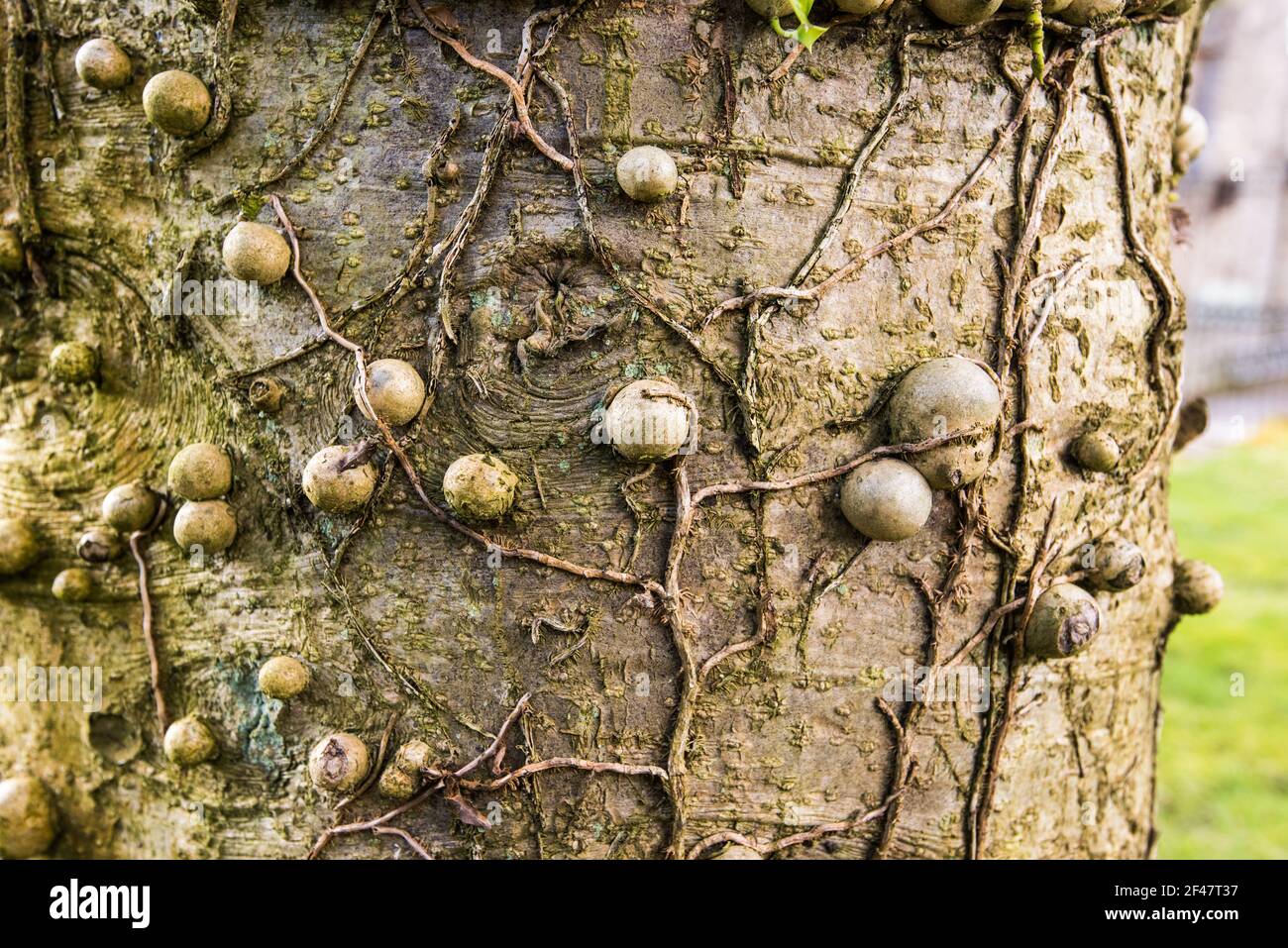 Warts On Bark High Resolution Stock Photography and Images - Alamy