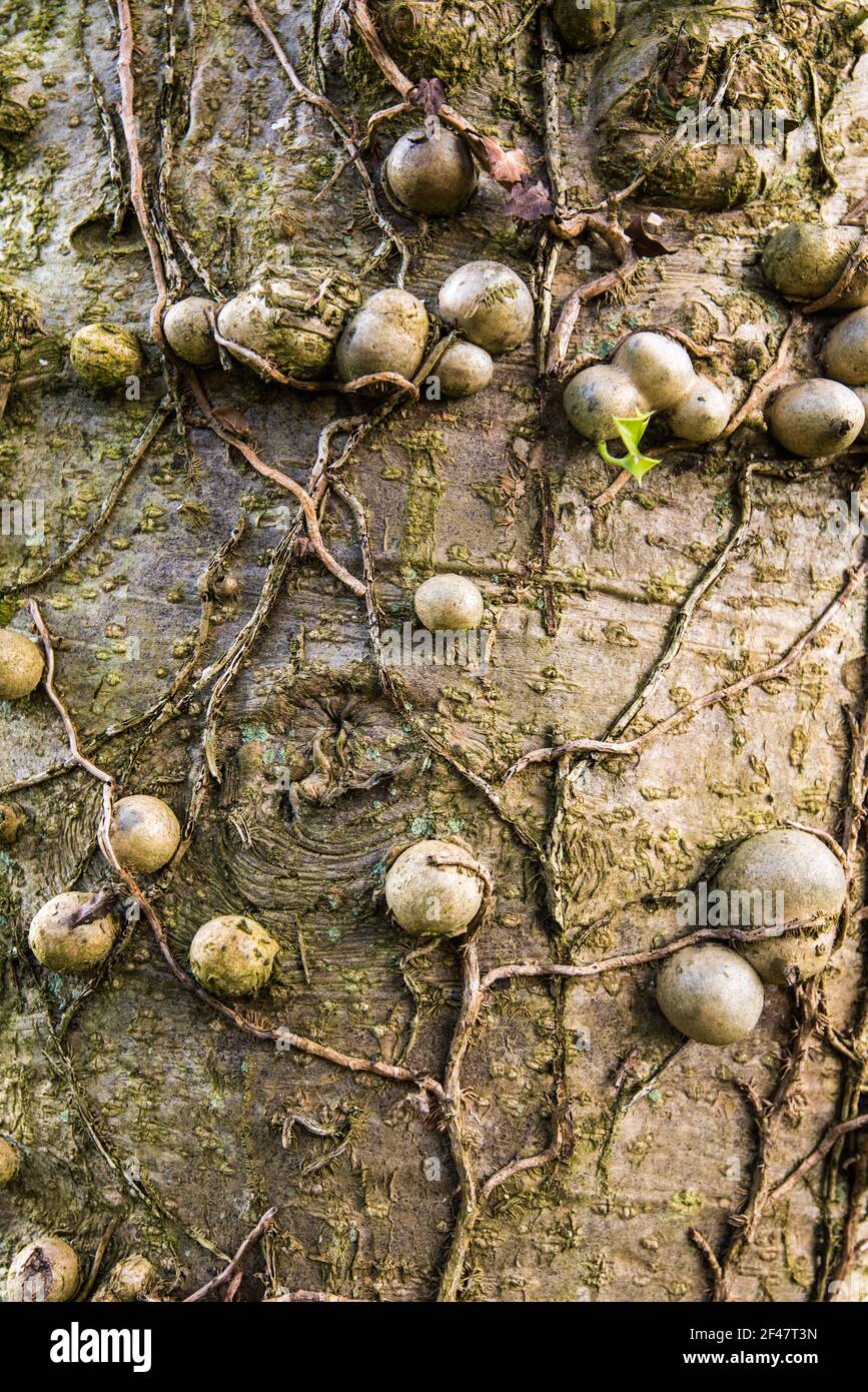 Holly bark formations Stock Photo - Alamy