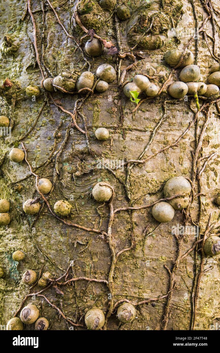 Holly bark formations Stock Photo - Alamy