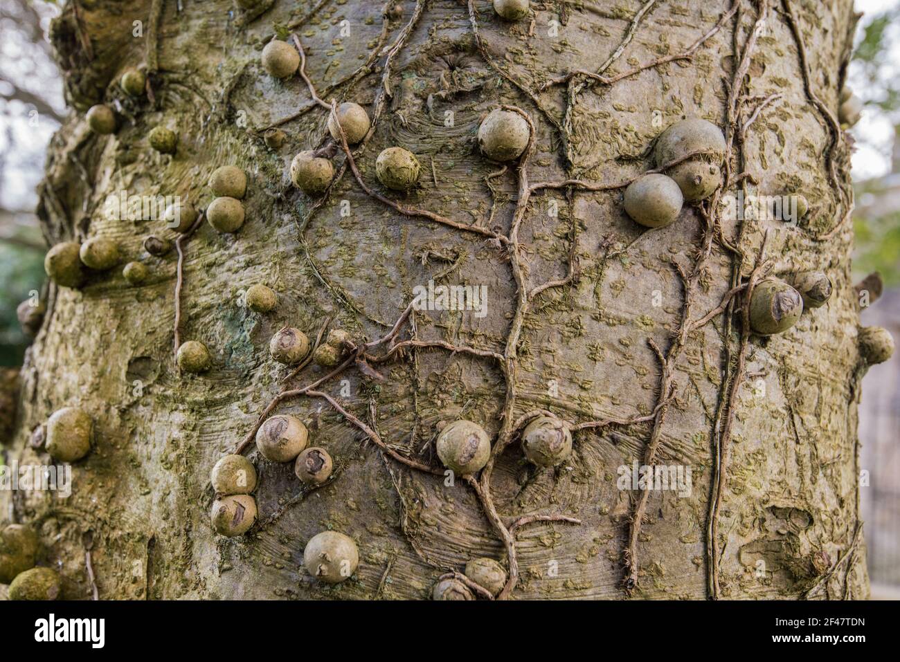 Holly bark formations Stock Photo - Alamy