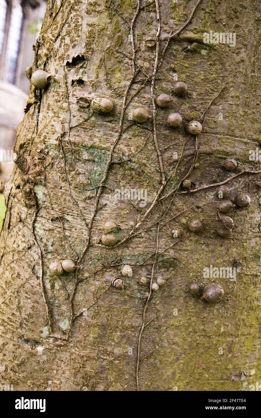 Circular bumps on holly bark hi-res stock photography and images - Alamy