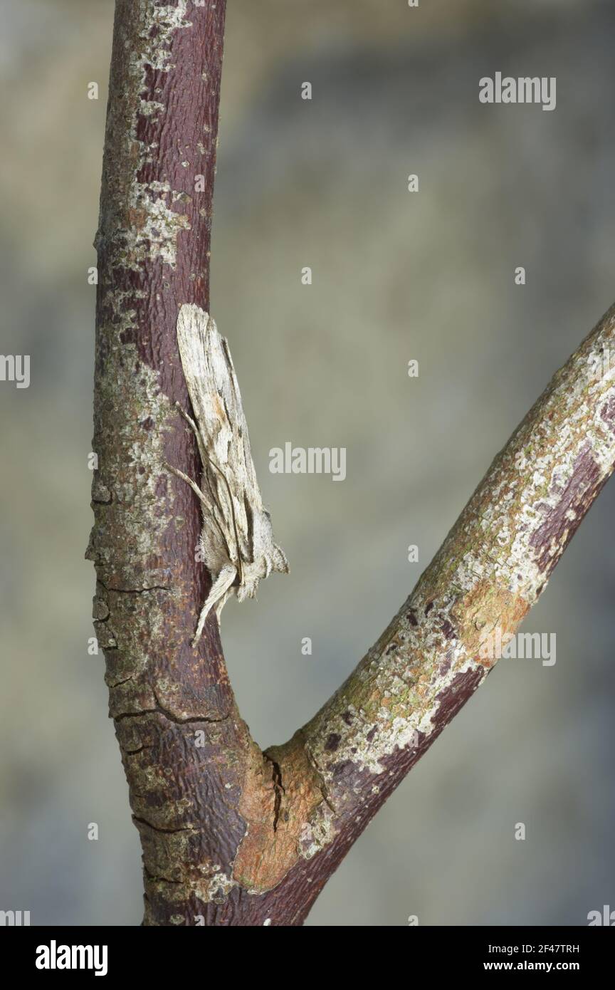 Blair's Shoulder Knot Moth Lithopane leautieri hesperica Essex, UK ...