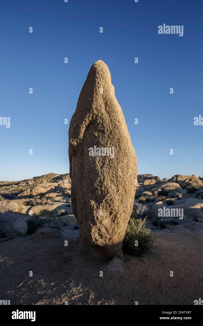 Jumbo tree hi-res stock photography and images - Alamy