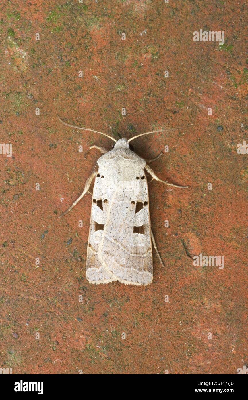 Autumnal Rustic Moth Eugnorisma glareosa Essex, UK IN000580 Stock Photo ...