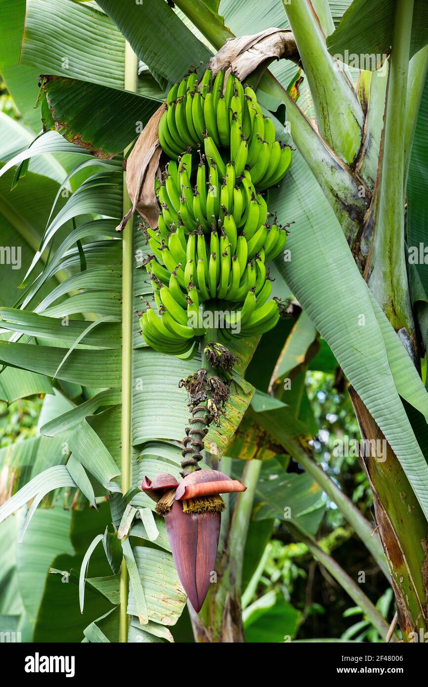 Banana plantation colombia hi-res stock photography and images - Alamy