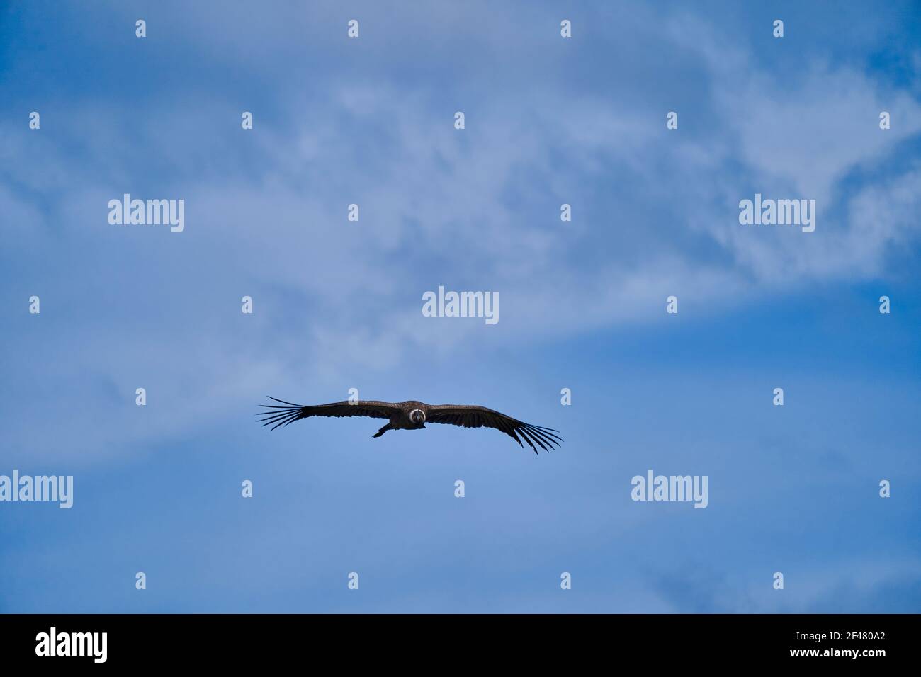 Andean condor, Vultur gryphus, soaring over the Colca Canyon in the ...