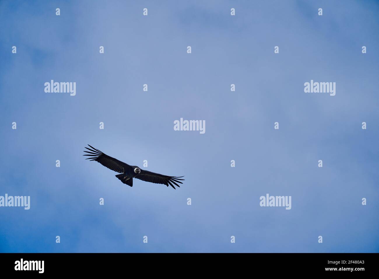Andean condor, Vultur gryphus, soaring over the Colca Canyon in the ...