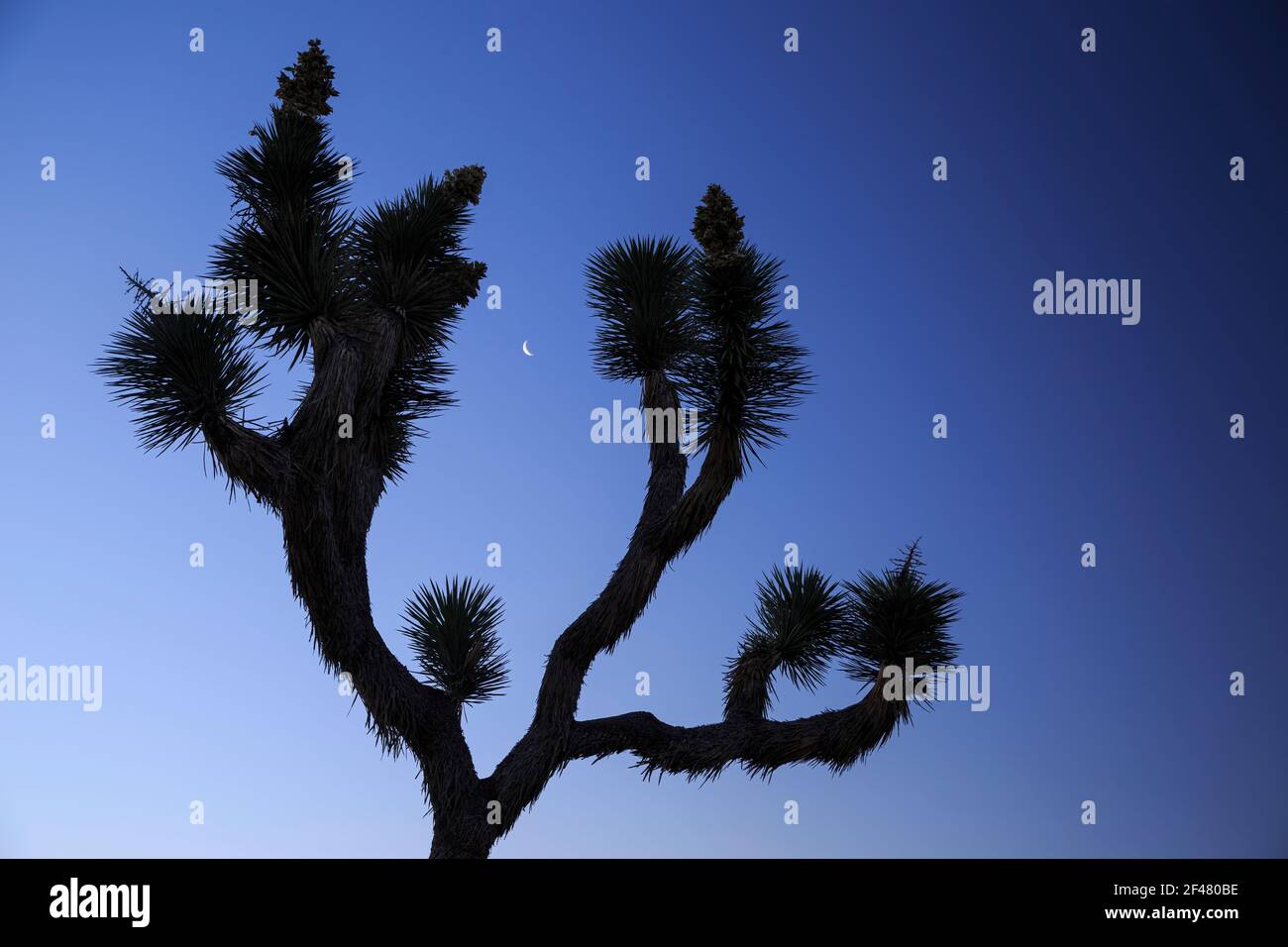 Joshua tree (Yucca brevifolia) and moon, Lost Horse Valley, Joshua Tree ...
