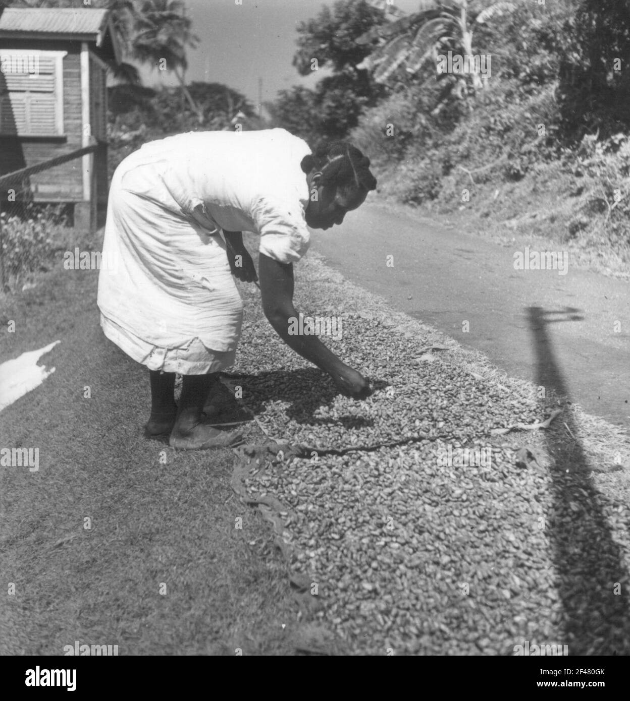 Travel photos Grenada. Woman when turning cocoa beans designed to dry ...
