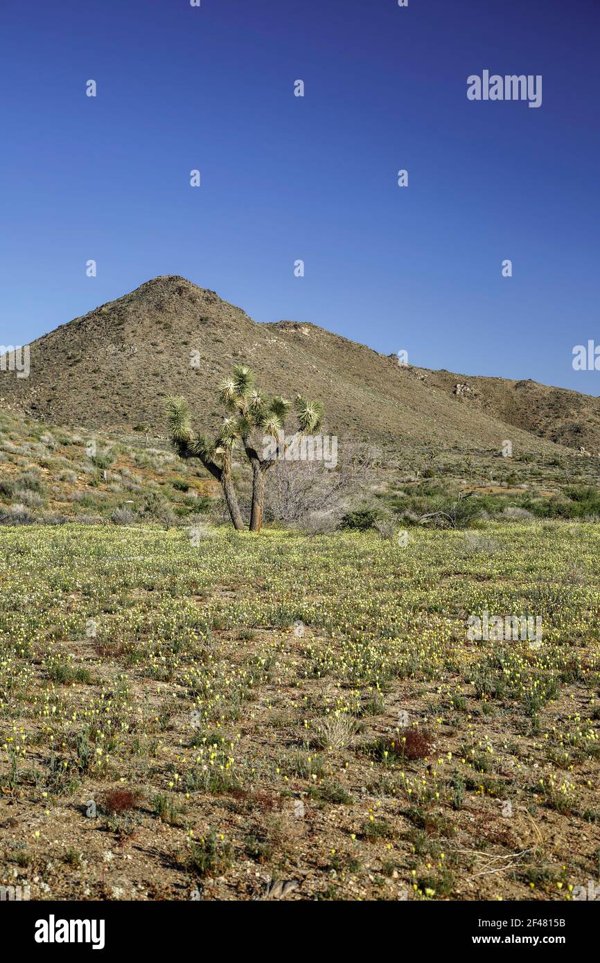 Joshua tree (Yucca brevifolia) and hills, Lost Horse Valley, Joshua ...