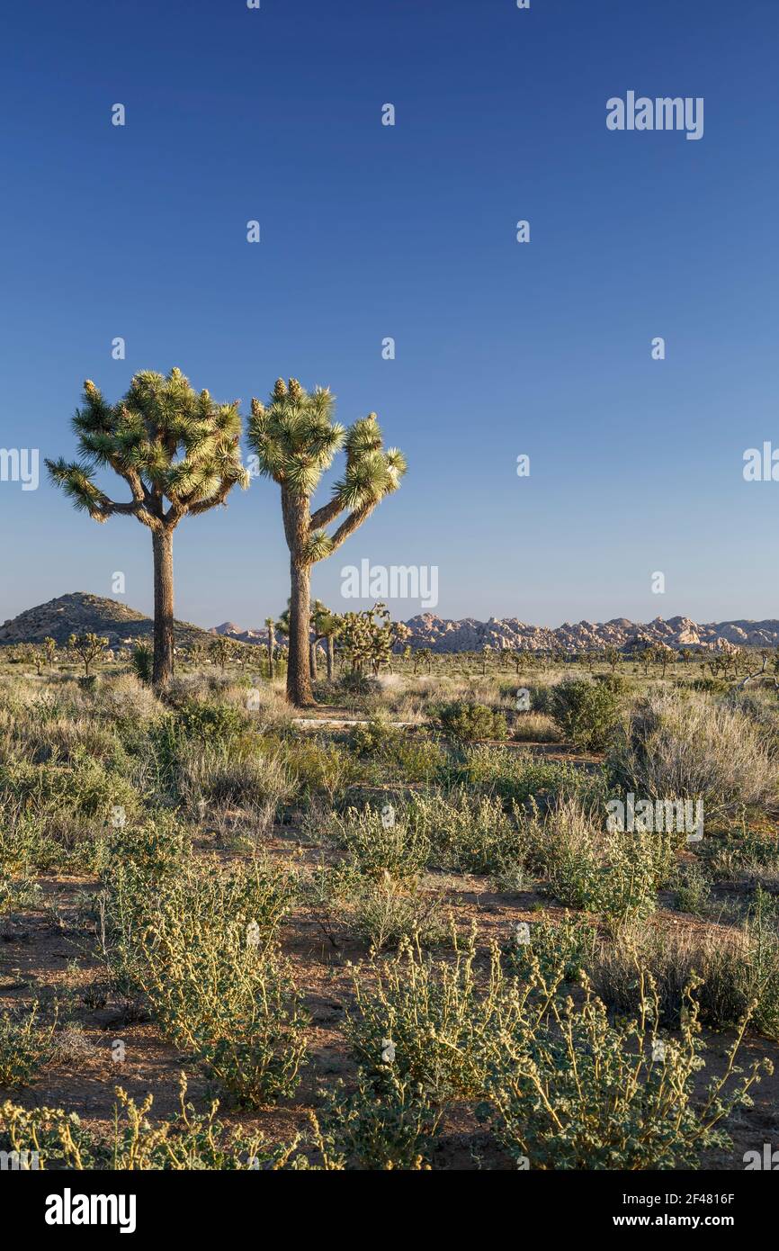 Joshua trees (Yucca brevifolia) and hills, Lost Horse Valley, Joshua ...