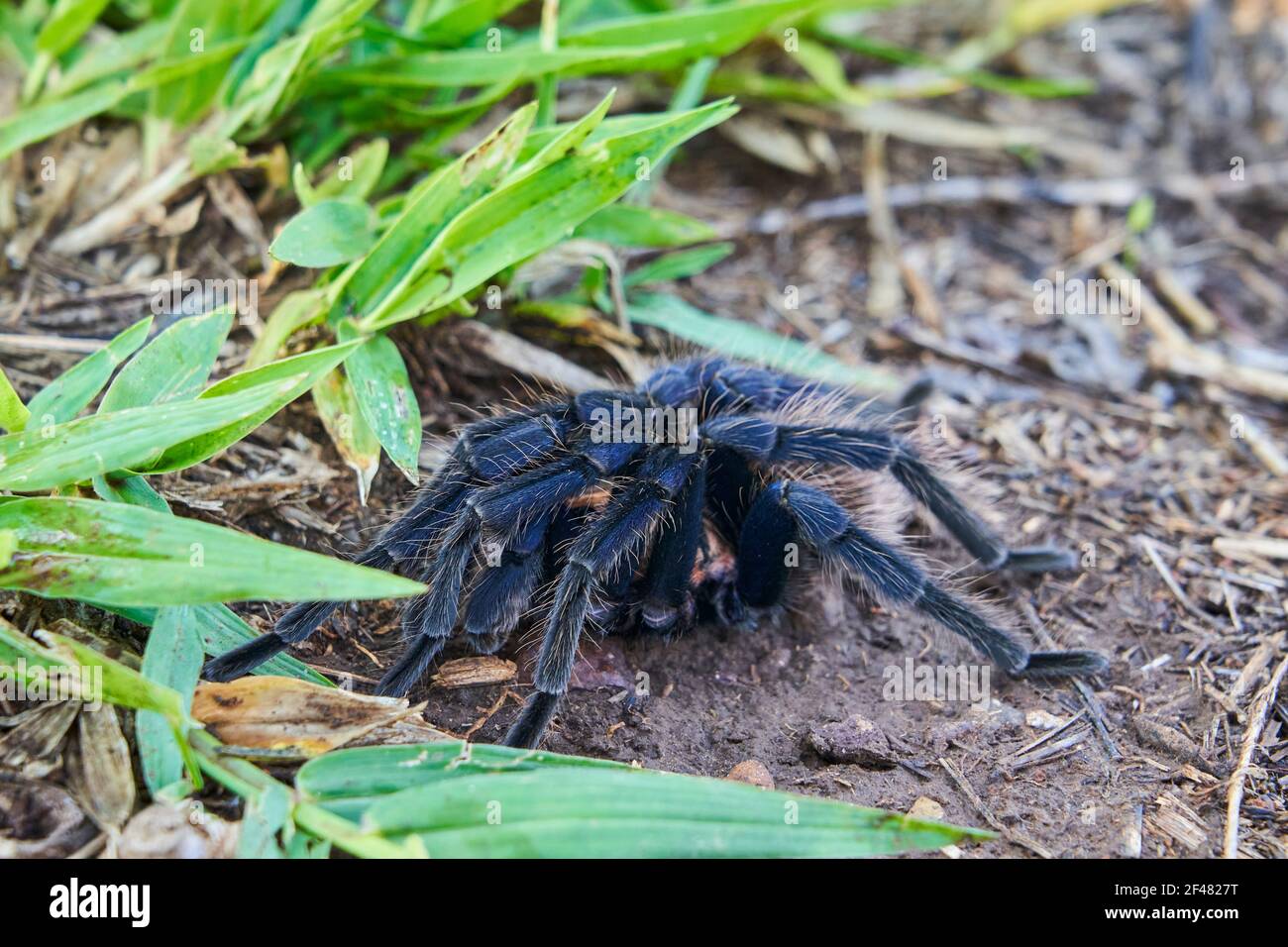 The Colombian lesserblack tarantula, Xenesthis immanis, is a large ...