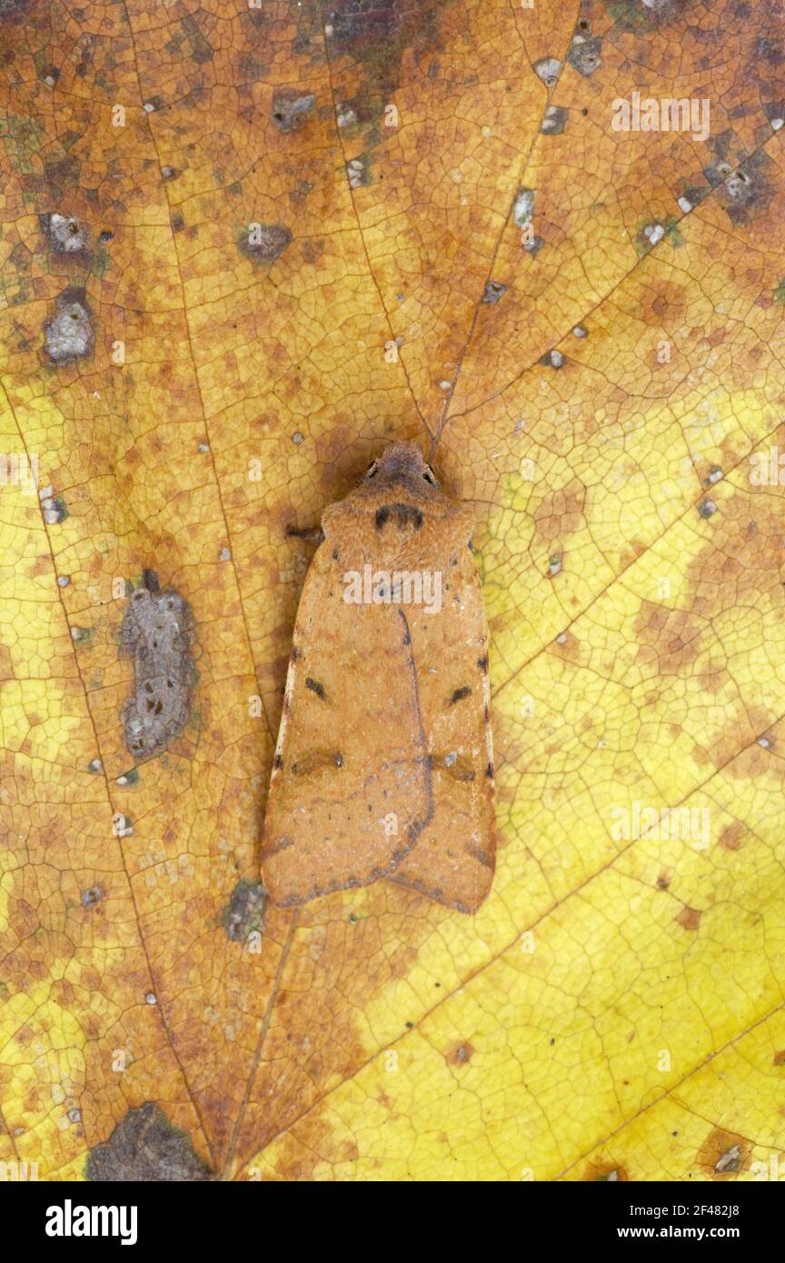 Beaded Chestnut Moth Agrochola lychnidis Essex, UK Autumn IN000593 ...