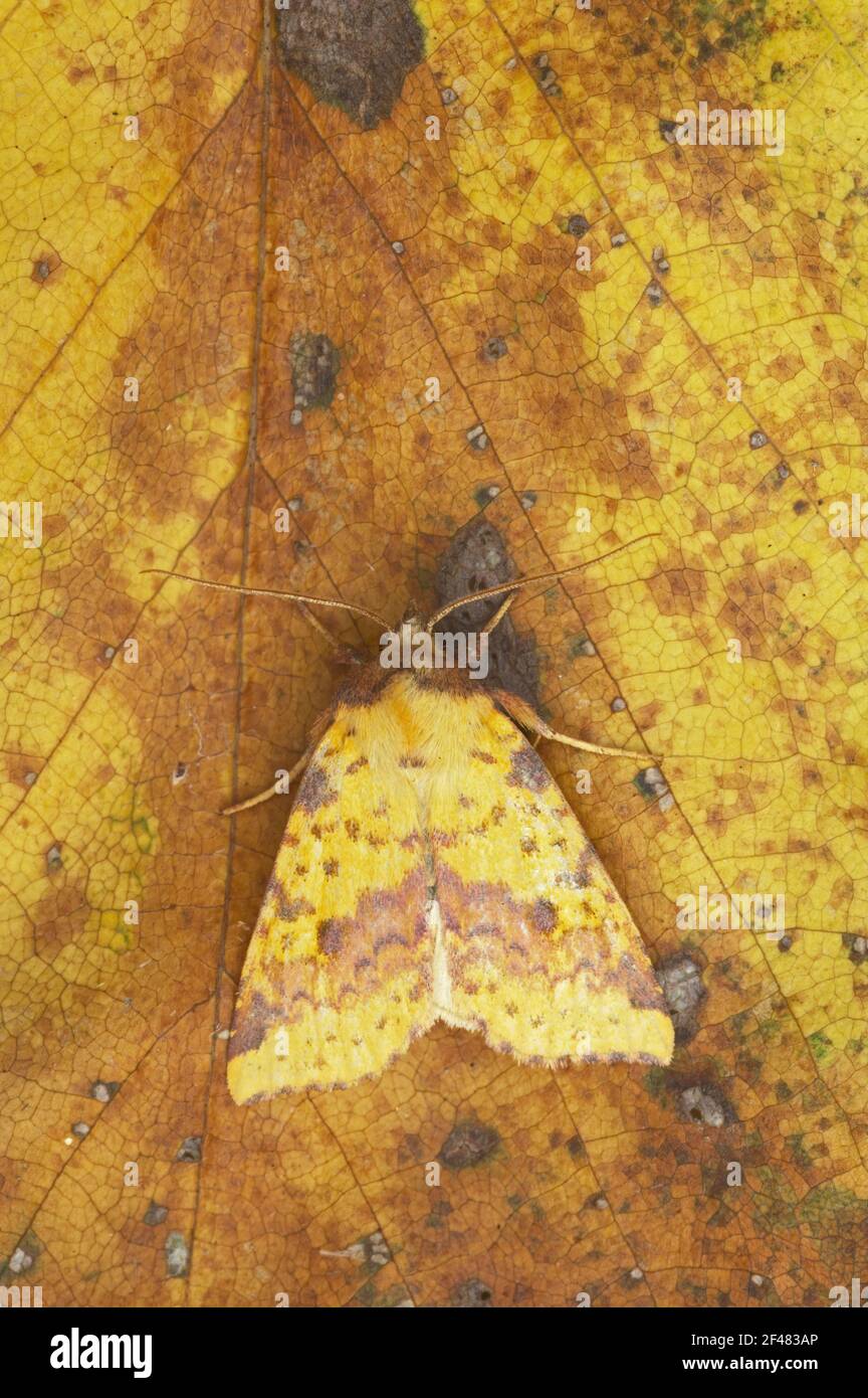 Pink Barred Sallow Moth Xanthia togata Essex, UK Autumn IN000594 Stock ...