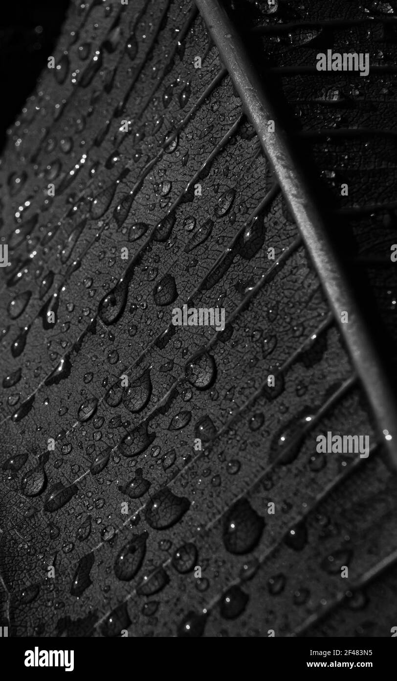 Frangipani leaf Black and White Stock Photos & Images - Alamy