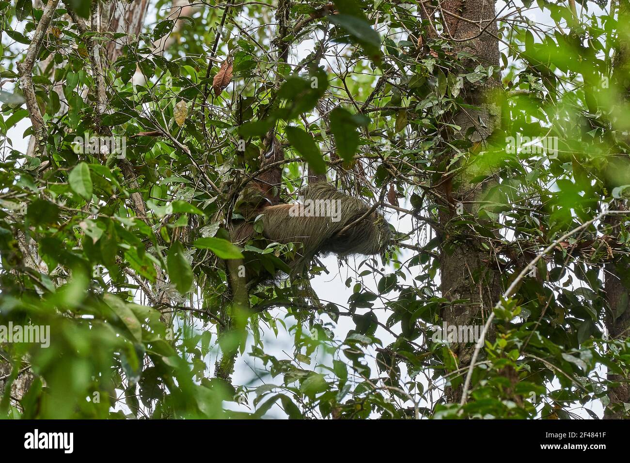 Linnaeuss two toed sloth, Choloepus didactylus, also southern two toed ...