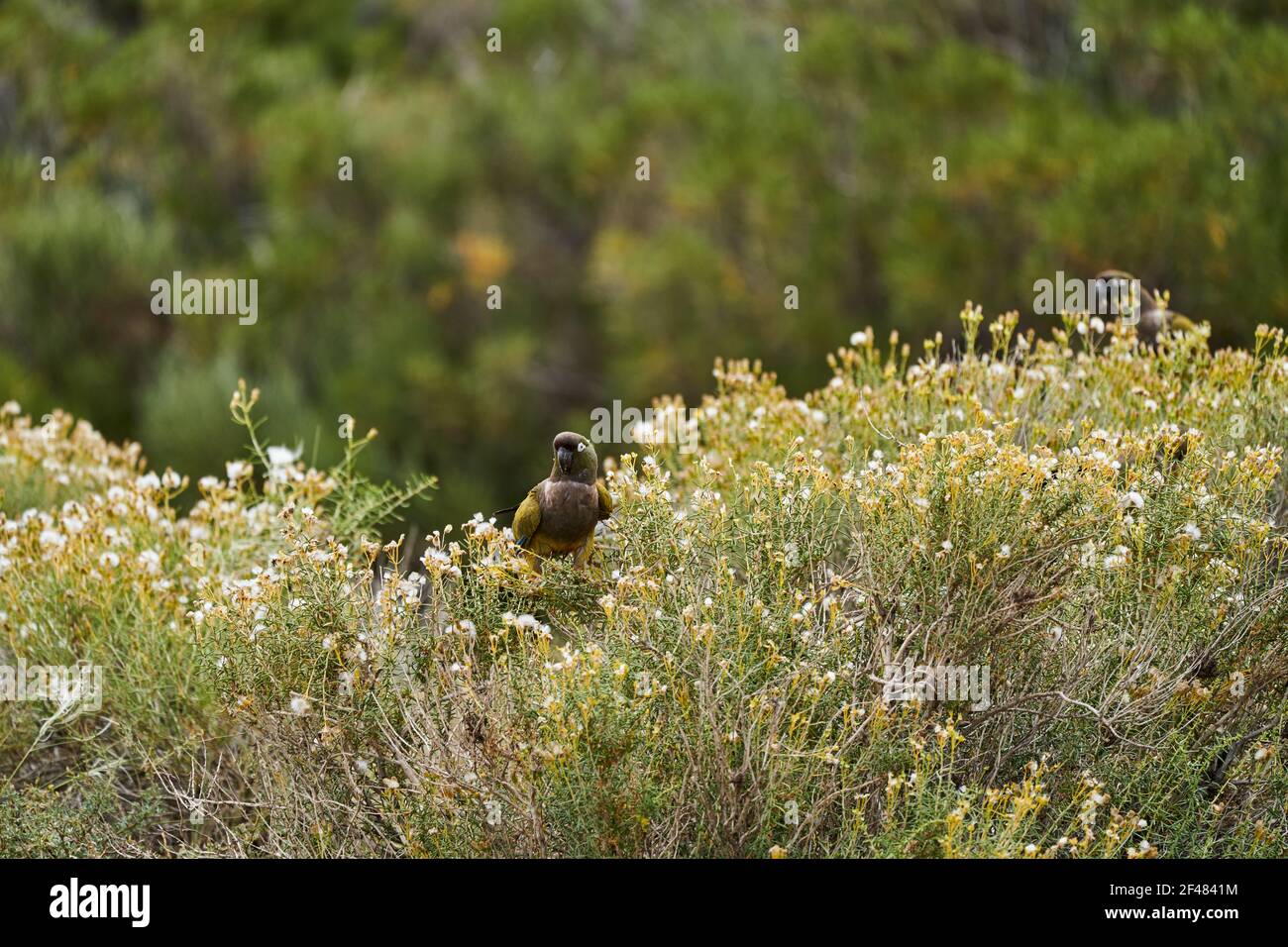 Flock of burrowing parrot, Cyanoliseus patagonus, also known as ...
