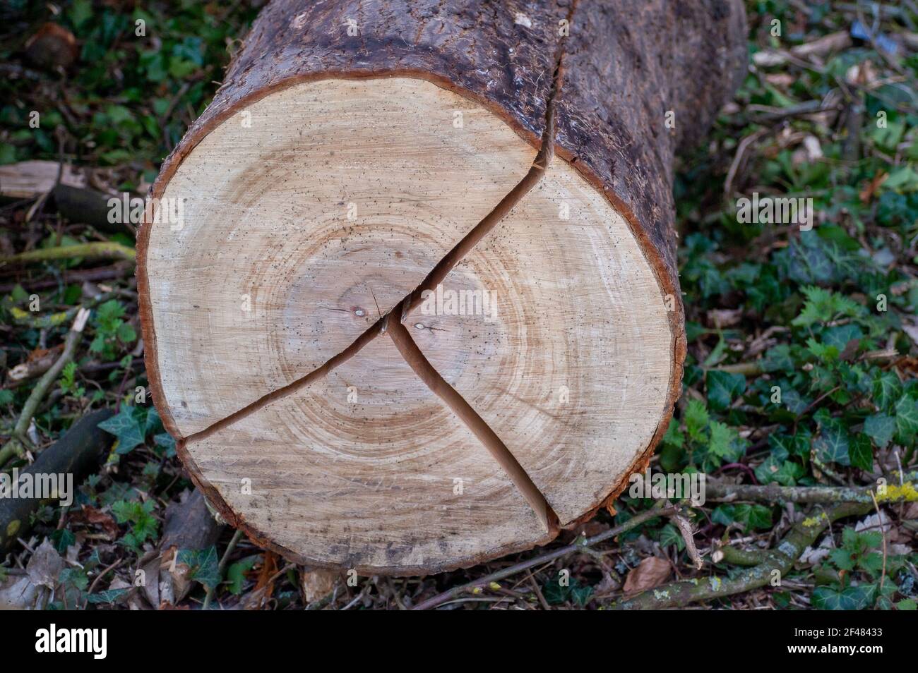 Aylesbury, UK. 15th March, 2021. HS2 Ltd have felled most of the trees ...