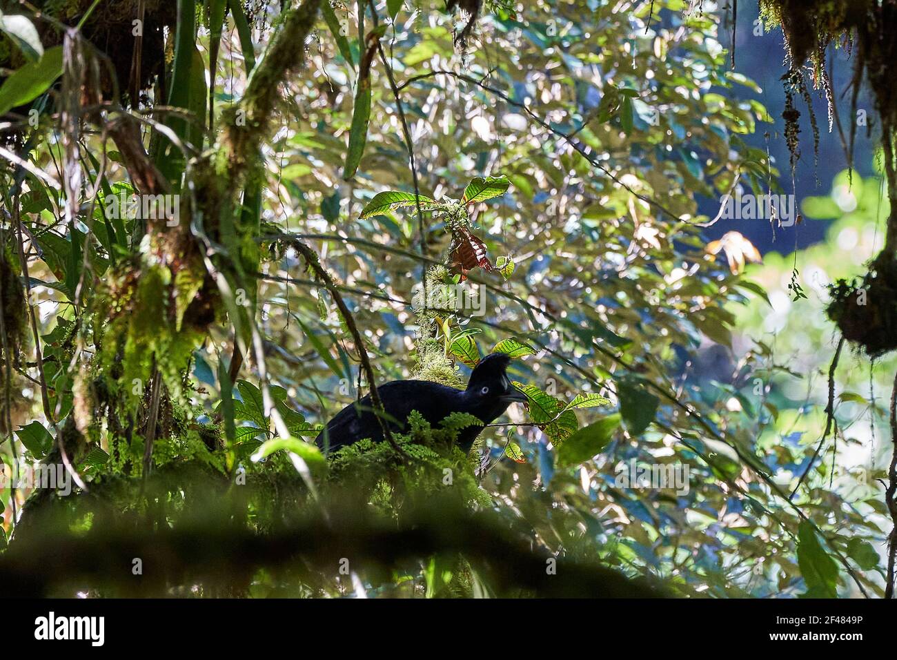 Umbrellabird hi-res stock photography and images - Alamy