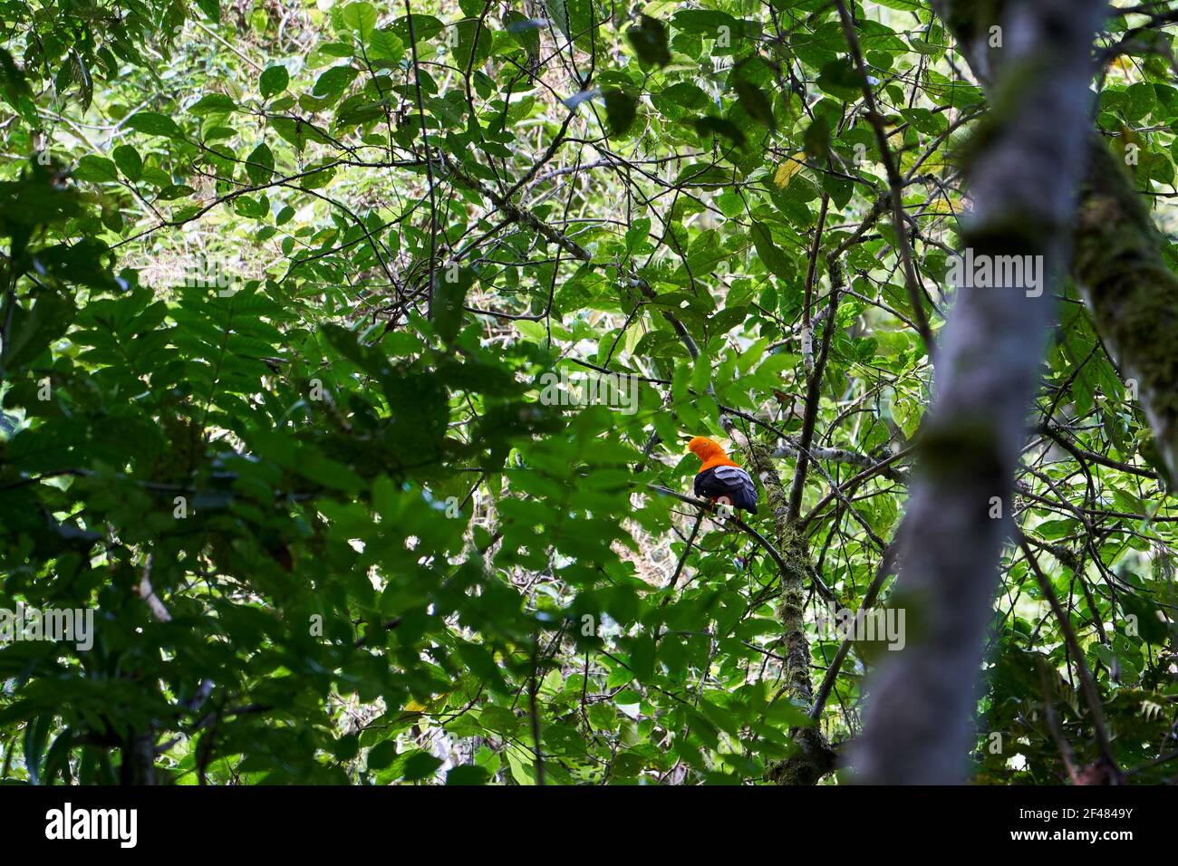 Male Andean cock of the rock, Rupicola peruvianus, also tunki, is a ...