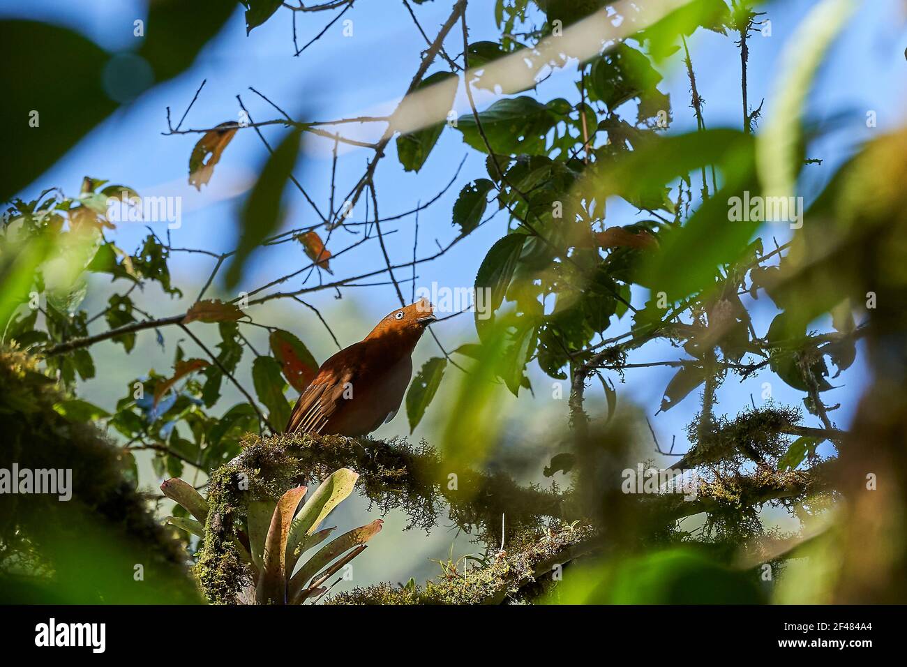 female Andean cock of the rock, Rupicola peruvianus, also tunki, is a ...
