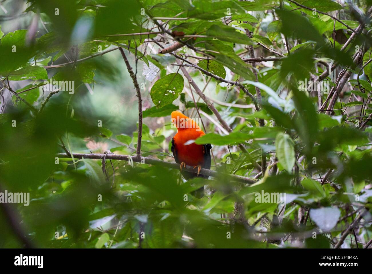 Male Andean cock of the rock, Rupicola peruvianus, also tunki, is a ...
