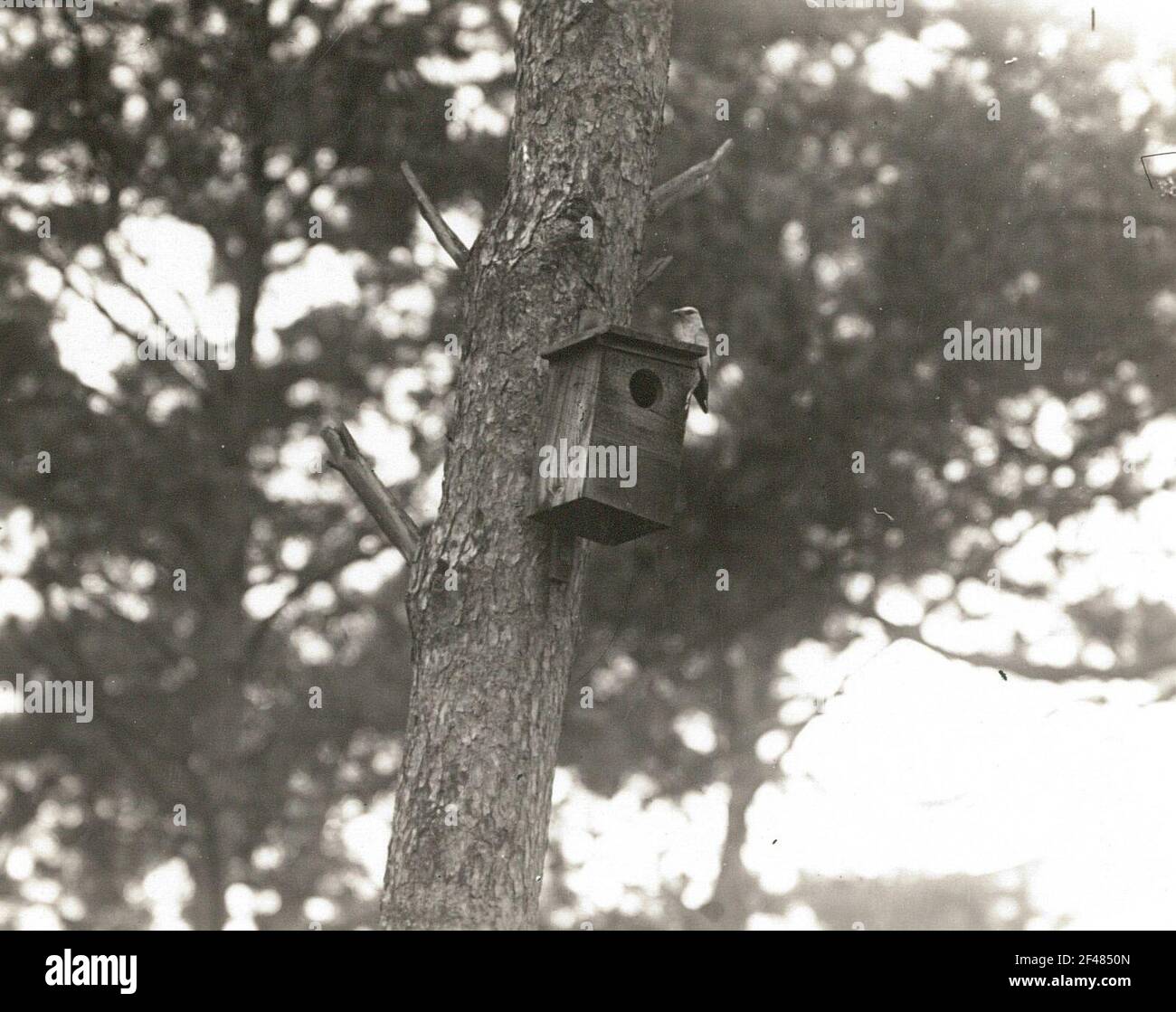 Crow box hi-res stock photography and images - Alamy
