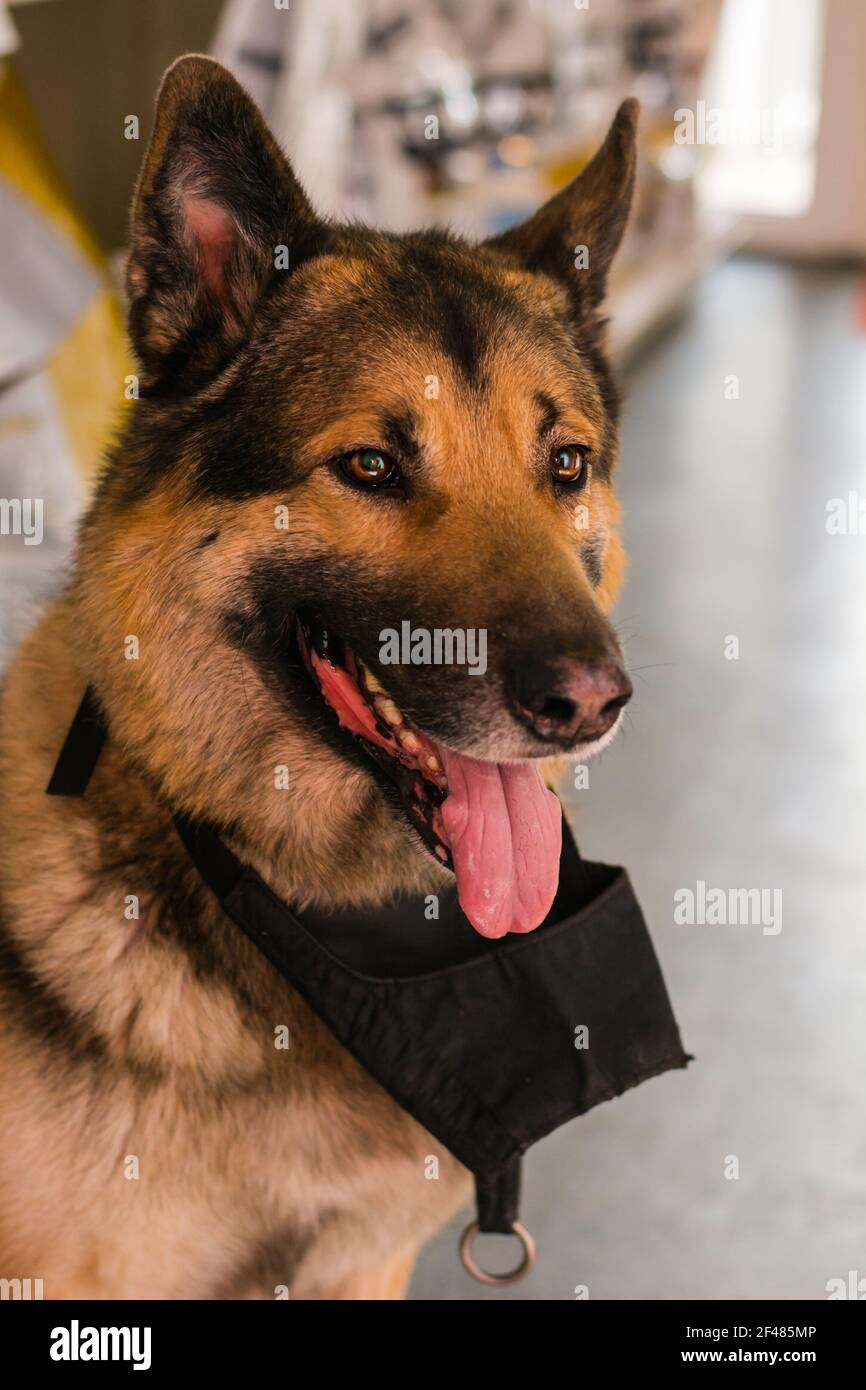 beautiful large dog breed at the veterinary clinic with the muzzle on ...