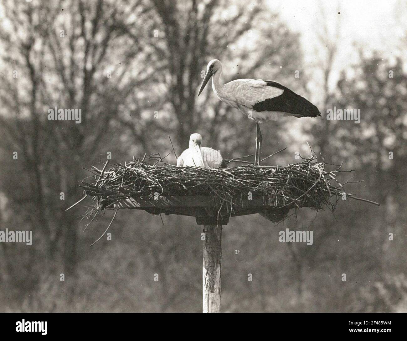 White Stork (Ciconia Ciconia L.). Male and female on the nest Stock ...