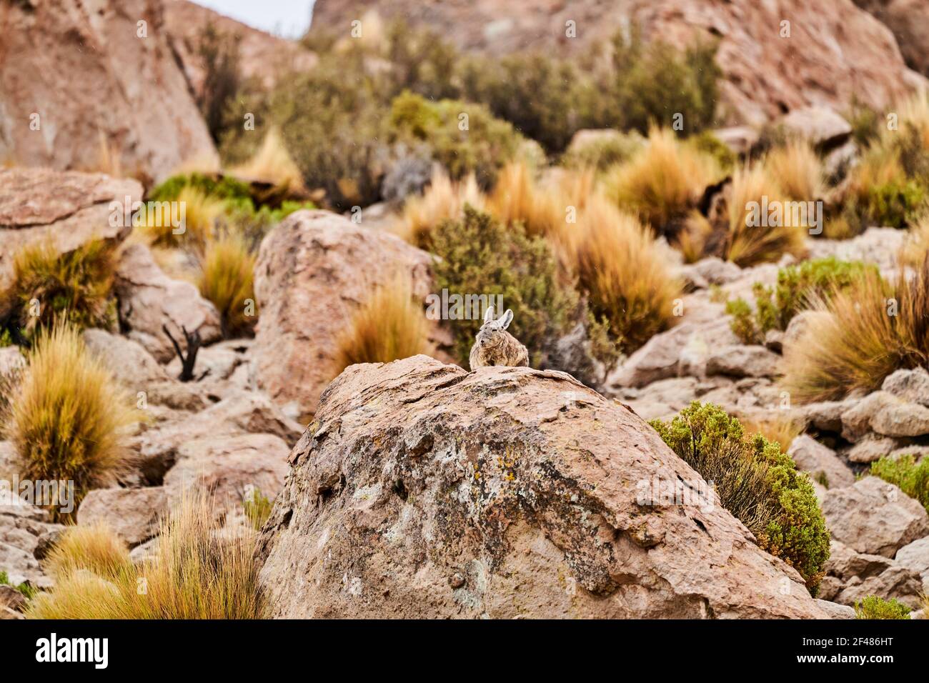 southern viscacha, Lagidium , looks like a crossing of hare and ...