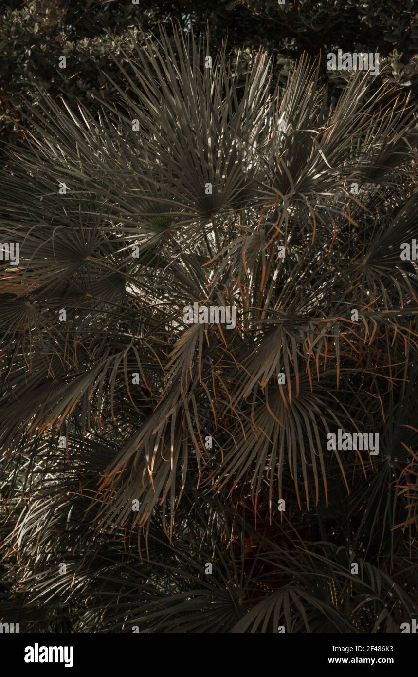 Botanical Garden With Exotic Plants In The Middle East. Palm Trees ...