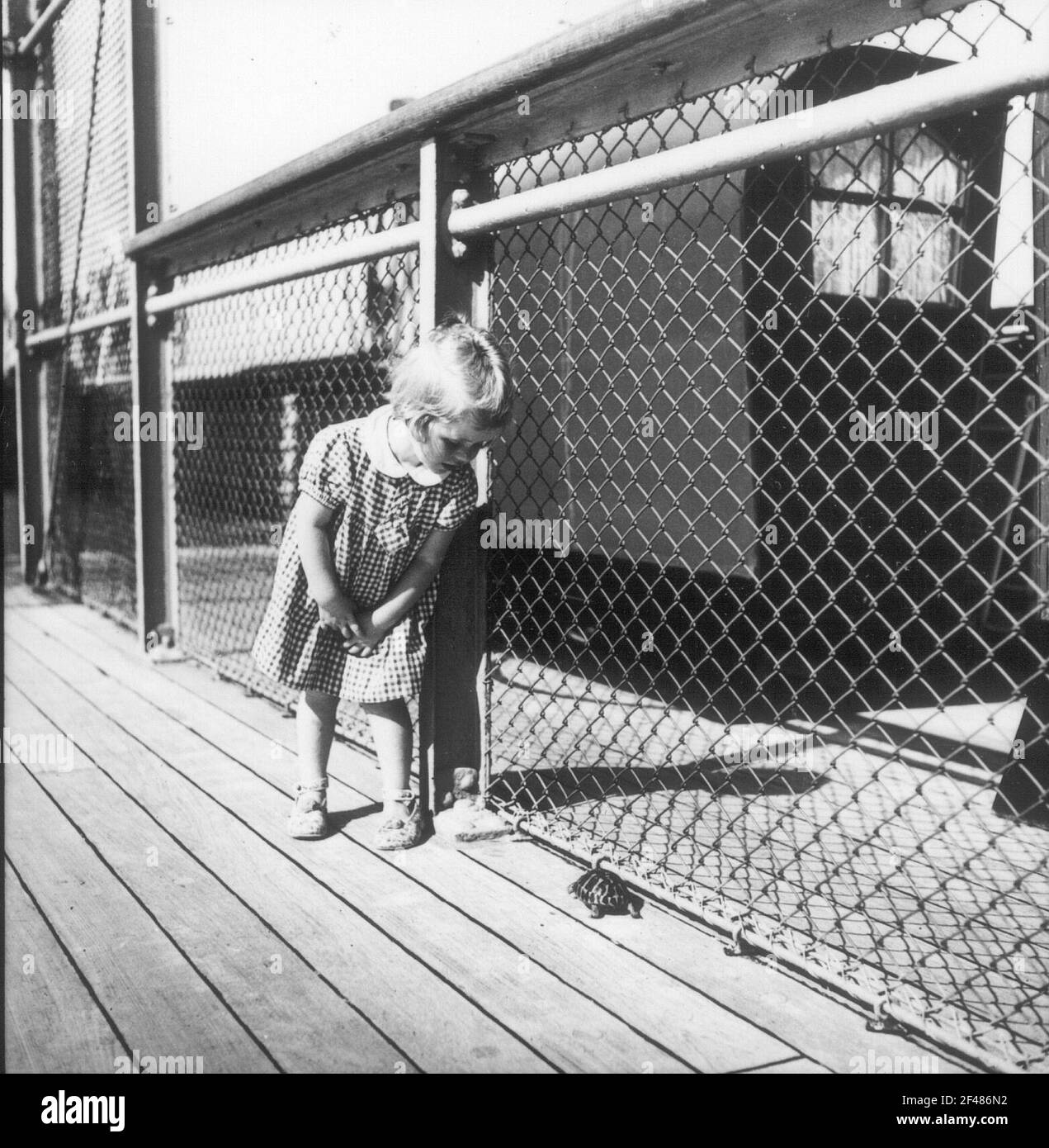 Children's pictures. Little girl with turtle on deck of a passenger ...