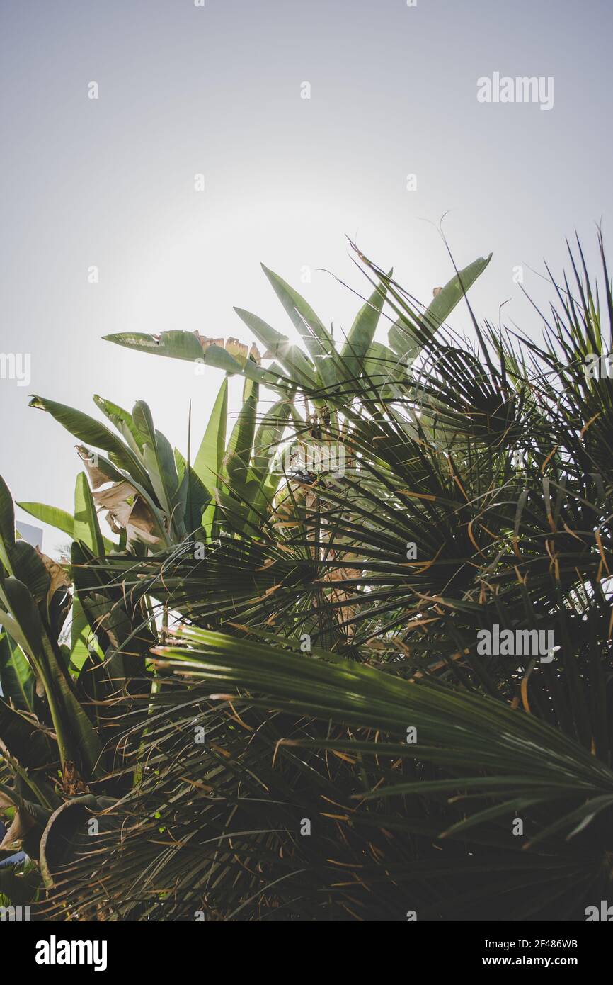 Botanical Garden With Exotic Plants In The Middle East. Palm Trees ...