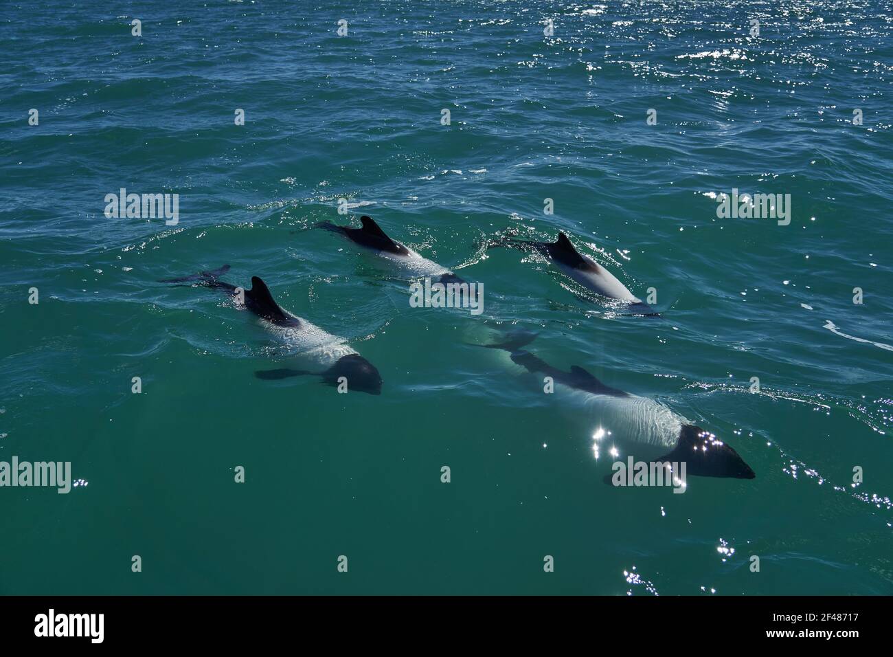 Black and white Commerson Dolphins swimming in the turquoise water of ...